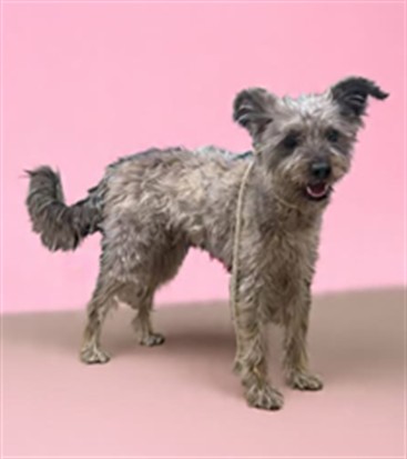 FELI located in Palmdale, CA was saved