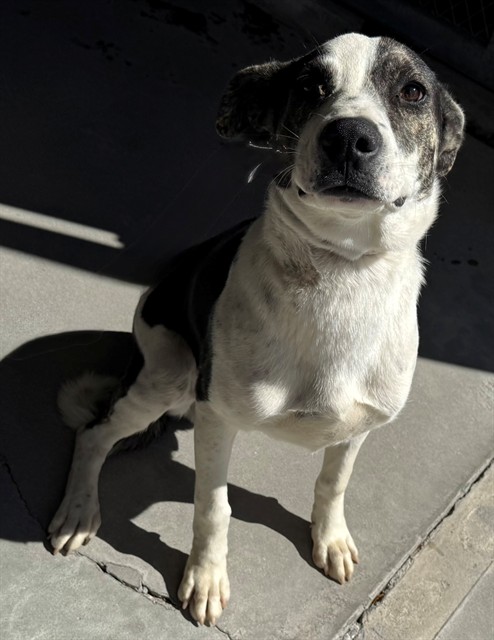 HAROLD located in Lancaster, CA was euthanized on Oct 15, 2025!