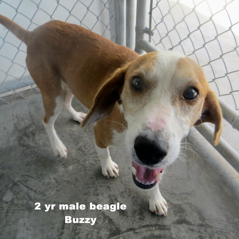 BUZZY located in Elizabethtown, NC was saved