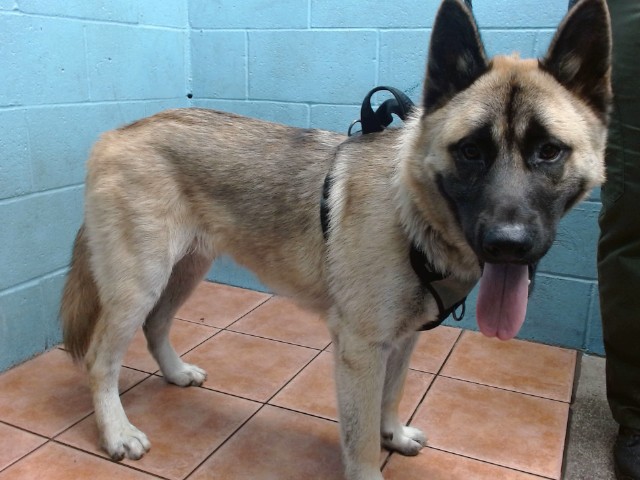 JIMMY CHEW located in Downey, CA has an unknown status at this time