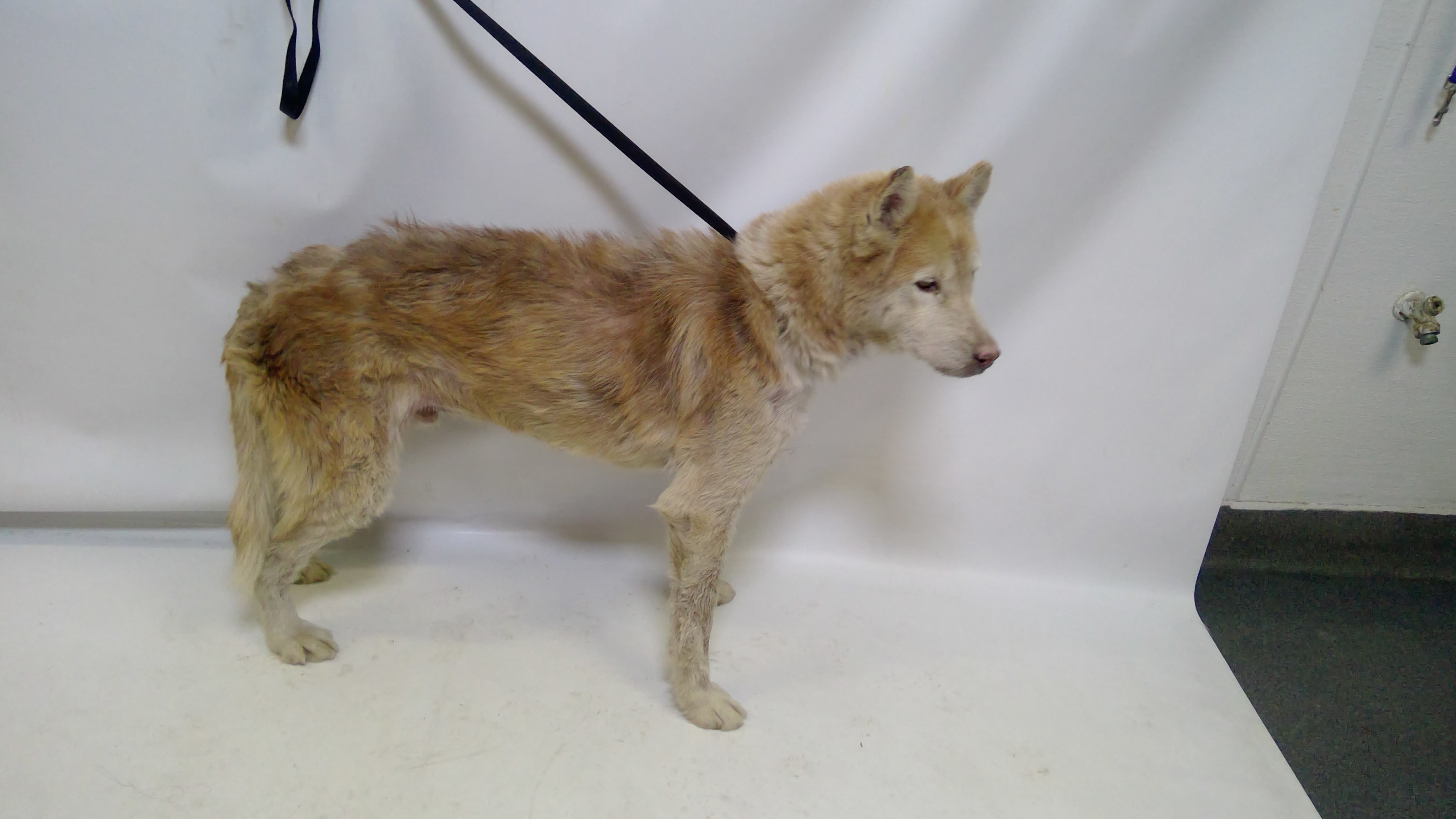 SCAR located in Downey, CA was saved