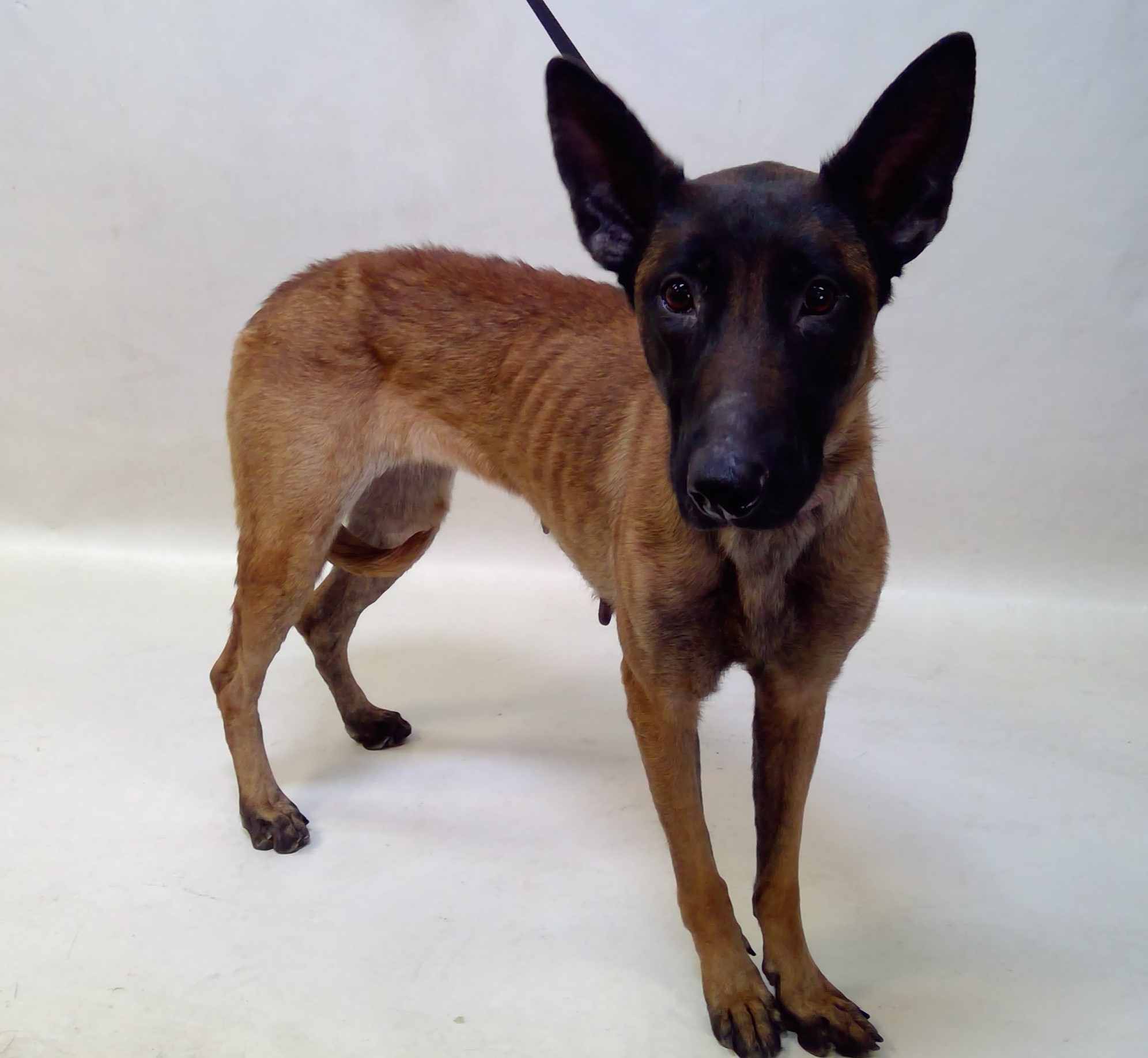 GRACE located in Downey, CA was euthanized on May 8, 2024!