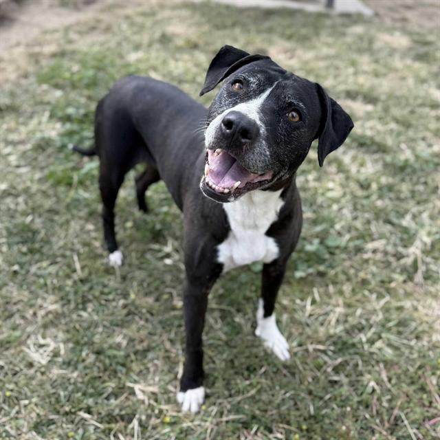 ASIA located in Modesto, CA has an unknown status at this time