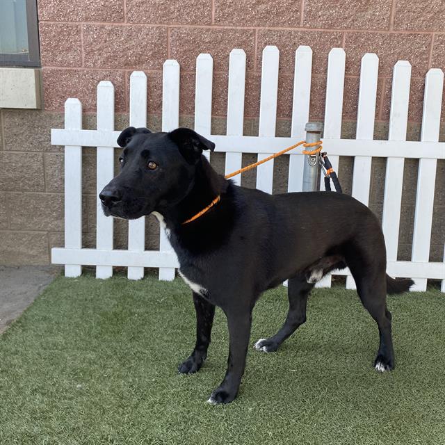 SCOTTY located in Modesto, CA was saved