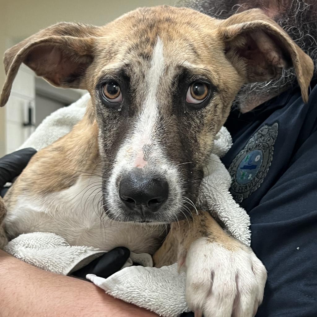 SWANSON located in Memphis, TN was saved
