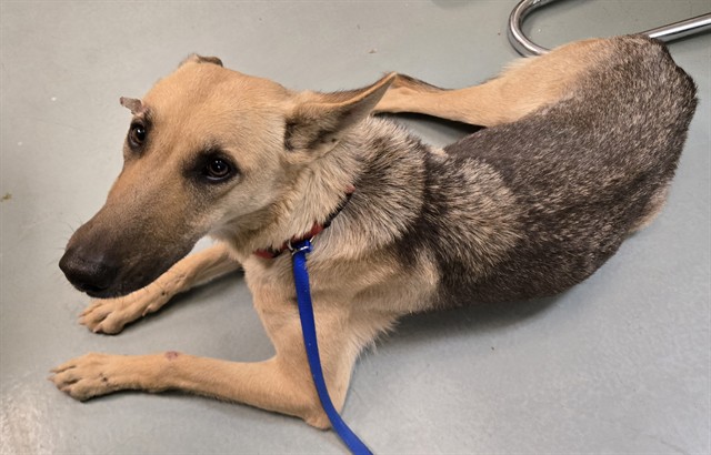 LENNIE located in Lancaster, CA was euthanized on Dec 31, 2025!