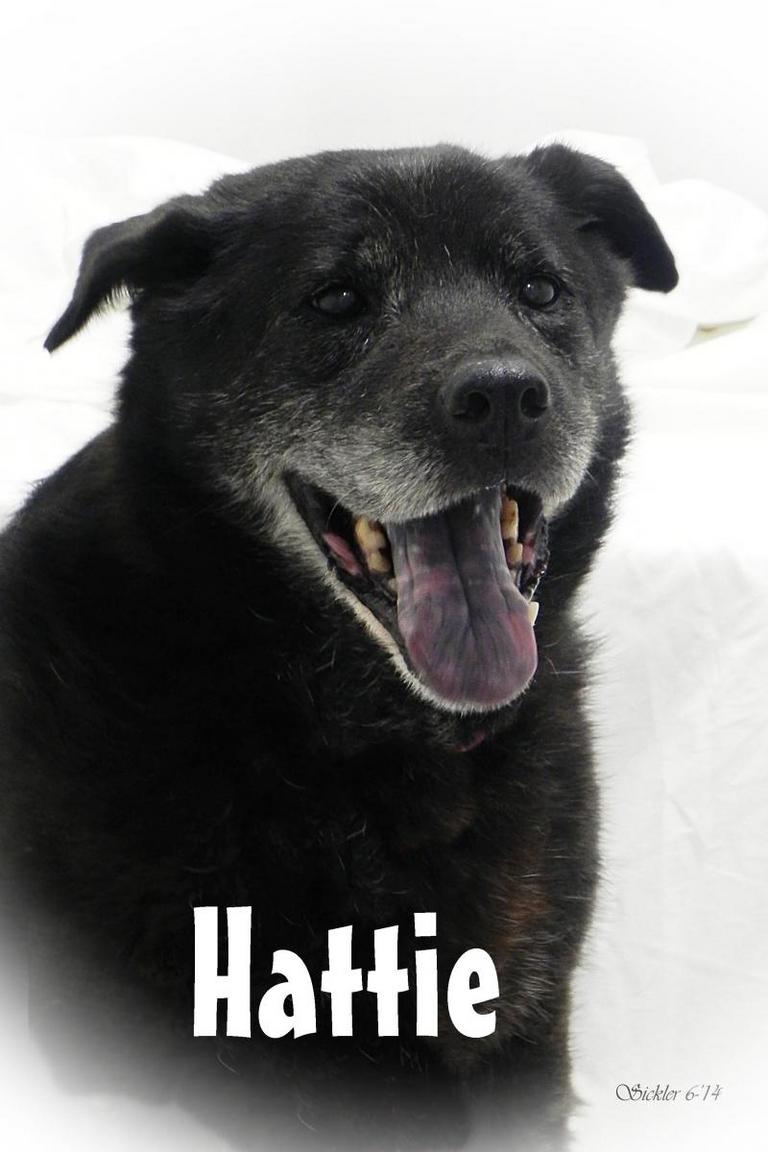 HATTIE located in Emporia, KS was saved