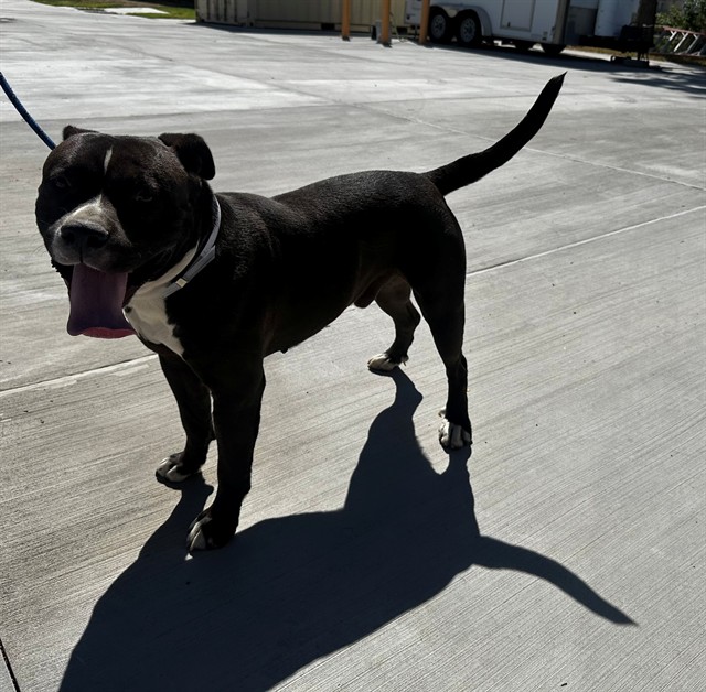 REMSO located in Lancaster, CA was euthanized on Oct 15, 2025!