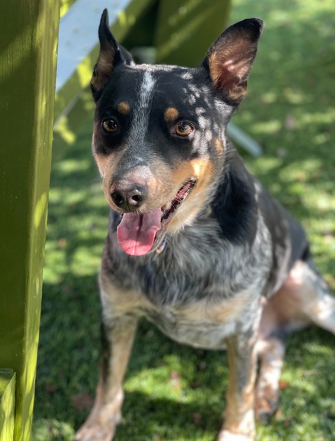 MERLIN located in Baldwin Park , CA was euthanized on Dec 16, 2025!