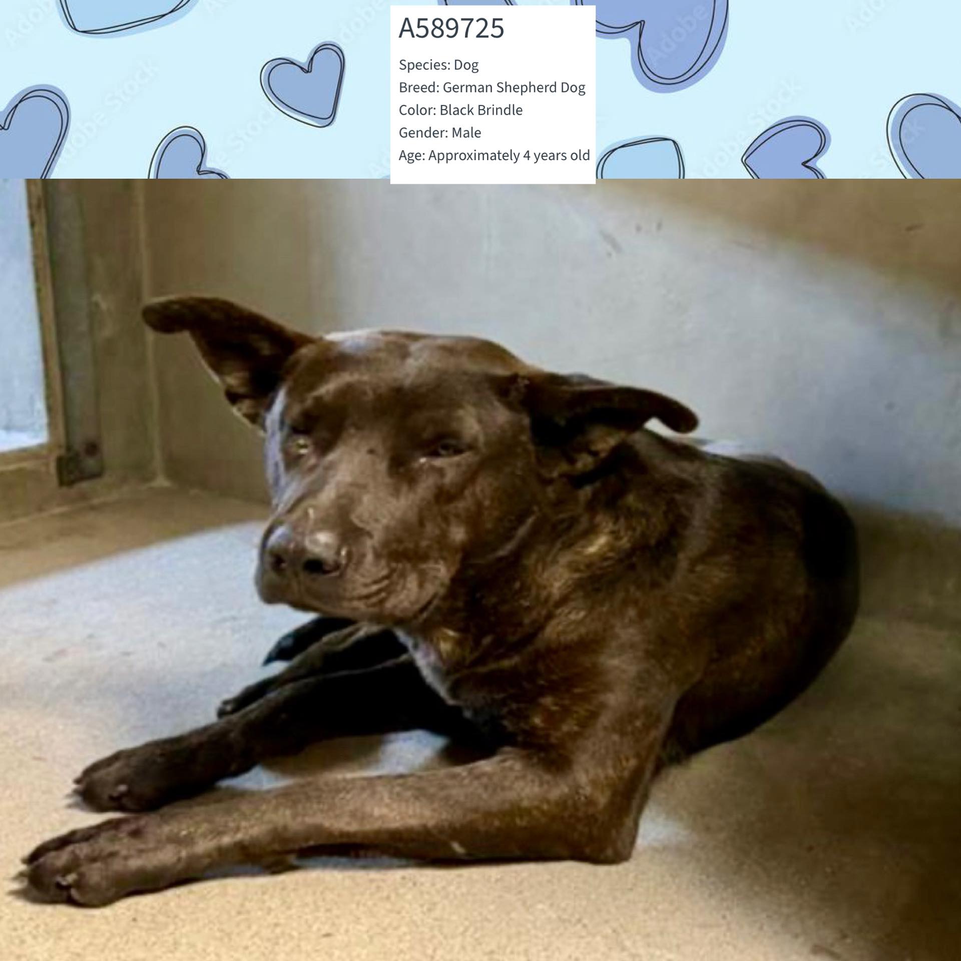 JOHN located in San Bernardino, CA was euthanized on Feb 20, 2026!