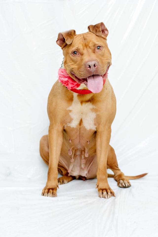 GINGER located in Newark, NJ was saved
