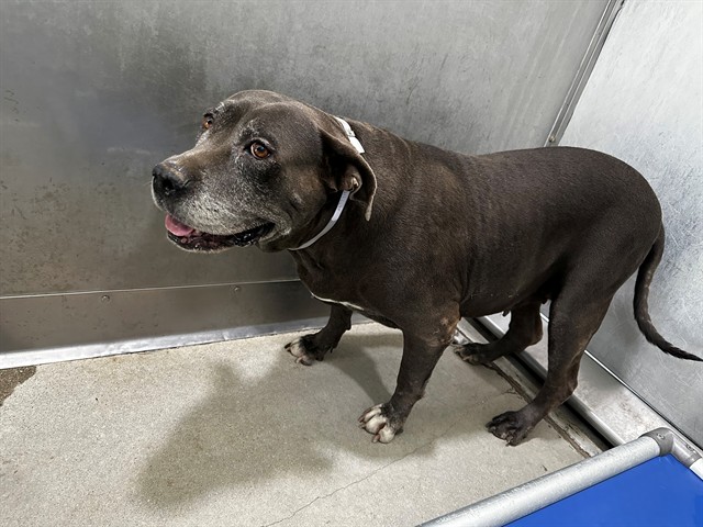 BONNIE located in Lancaster, CA was euthanized on Oct 29, 2025!
