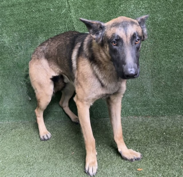 SHEEBA located in Lancaster, CA was euthanized on Dec 3, 2025!