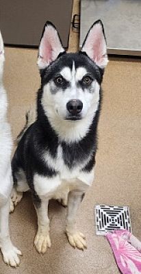 DUSKET located in Apple Valley, CA was euthanized on Dec 6, 2023!