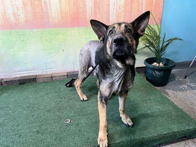Dogs In Danger: Our Dogs in Danger!