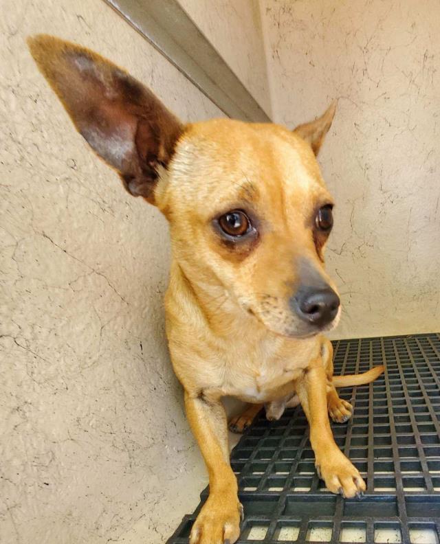 CHUY located in San Antonio, TX has an unknown status at this time