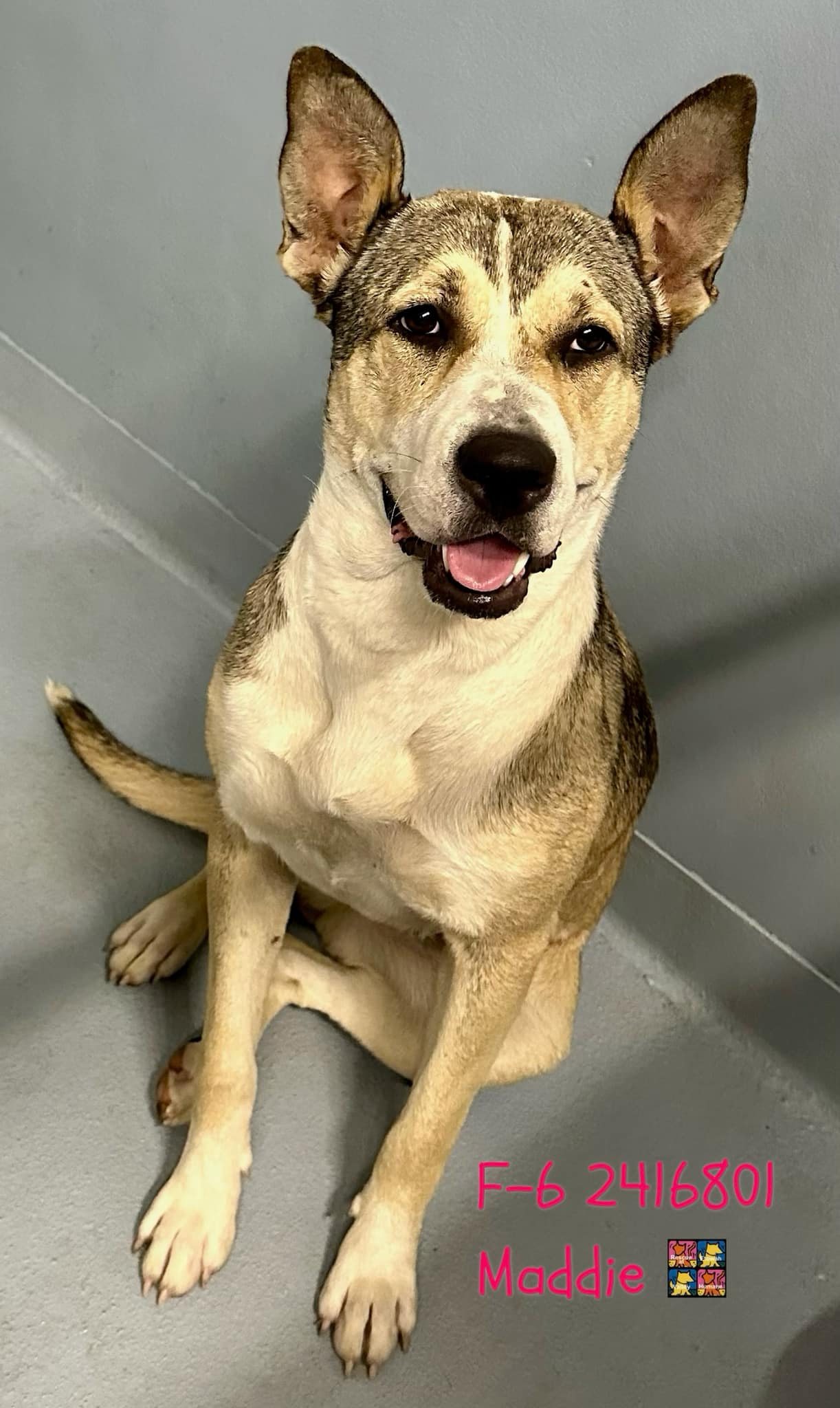 MADDIE located in Cartersville, GA has an unknown status at this time