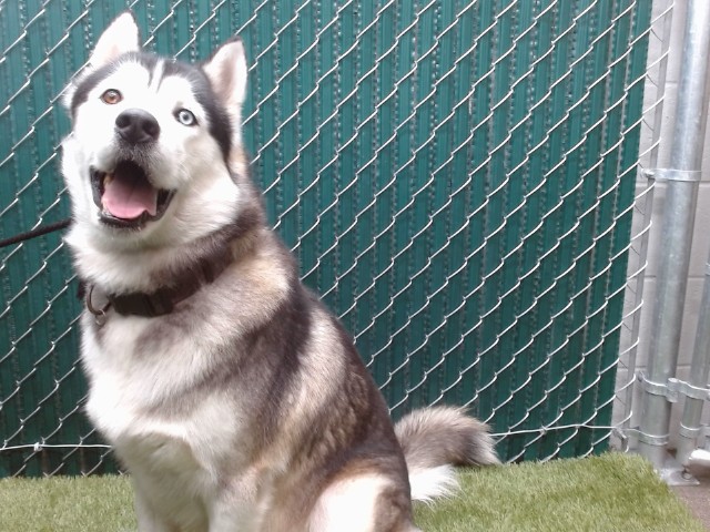 STRIDER located in Downey, CA has an unknown status at this time