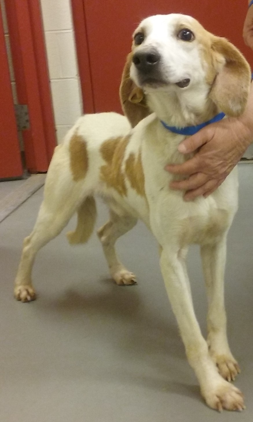 CHIP located in Amelia, VA was saved