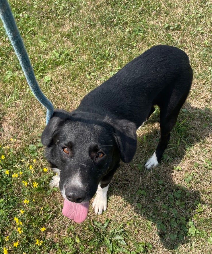 CHUNKY located in Lisbon, OH was saved