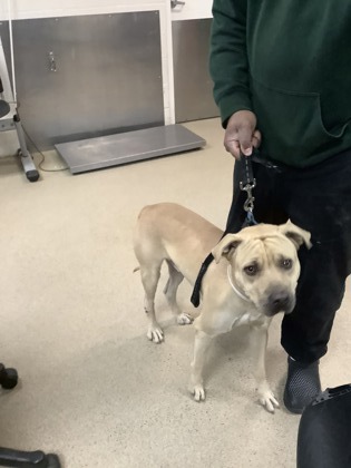 DEAN located in Fort Worth, TX has an unknown status at this time