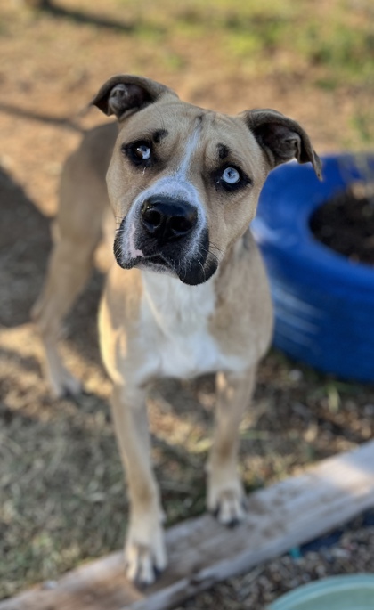 PACO located in Fort Worth, TX was euthanized on Nov 6, 2025!