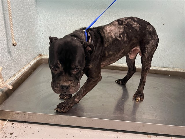 MUGGLE located in Lancaster, CA was euthanized on Oct 24, 2025!