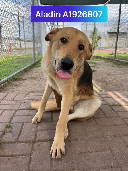 ALADIN located in Houston, TX was euthanized on Mar 11, 2024!