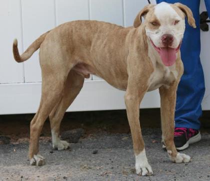 WINNIE located in Camden, SC has an unknown status at this time