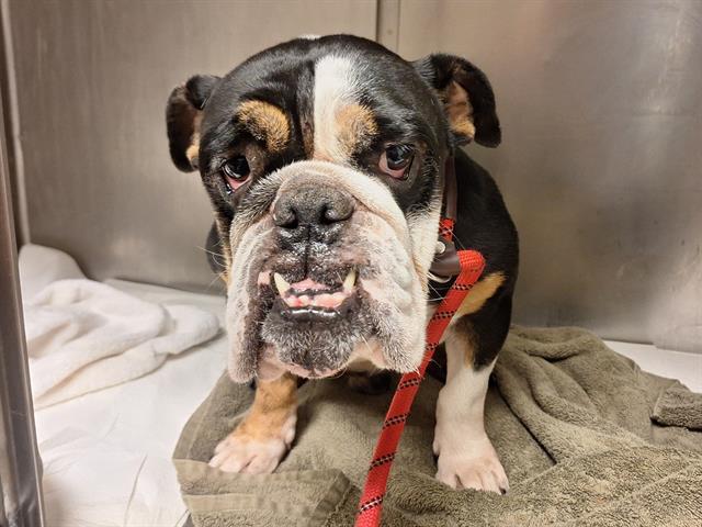 BANE located in Phoenix, AZ