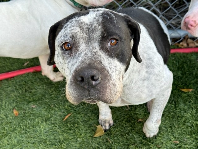 American Bulldog Pointer Mix
