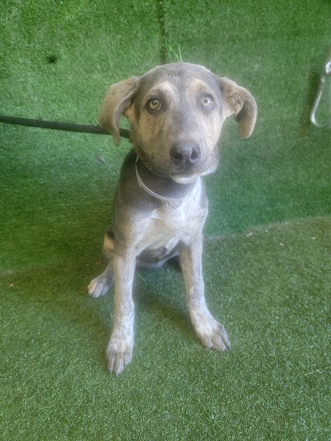 CALYPSO located in Lancaster, CA was euthanized on Oct 30, 2025!
