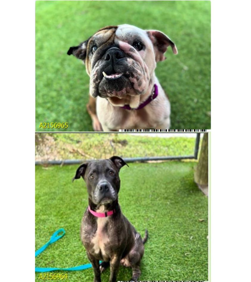 UZI located in West Palm Beach, FL was saved