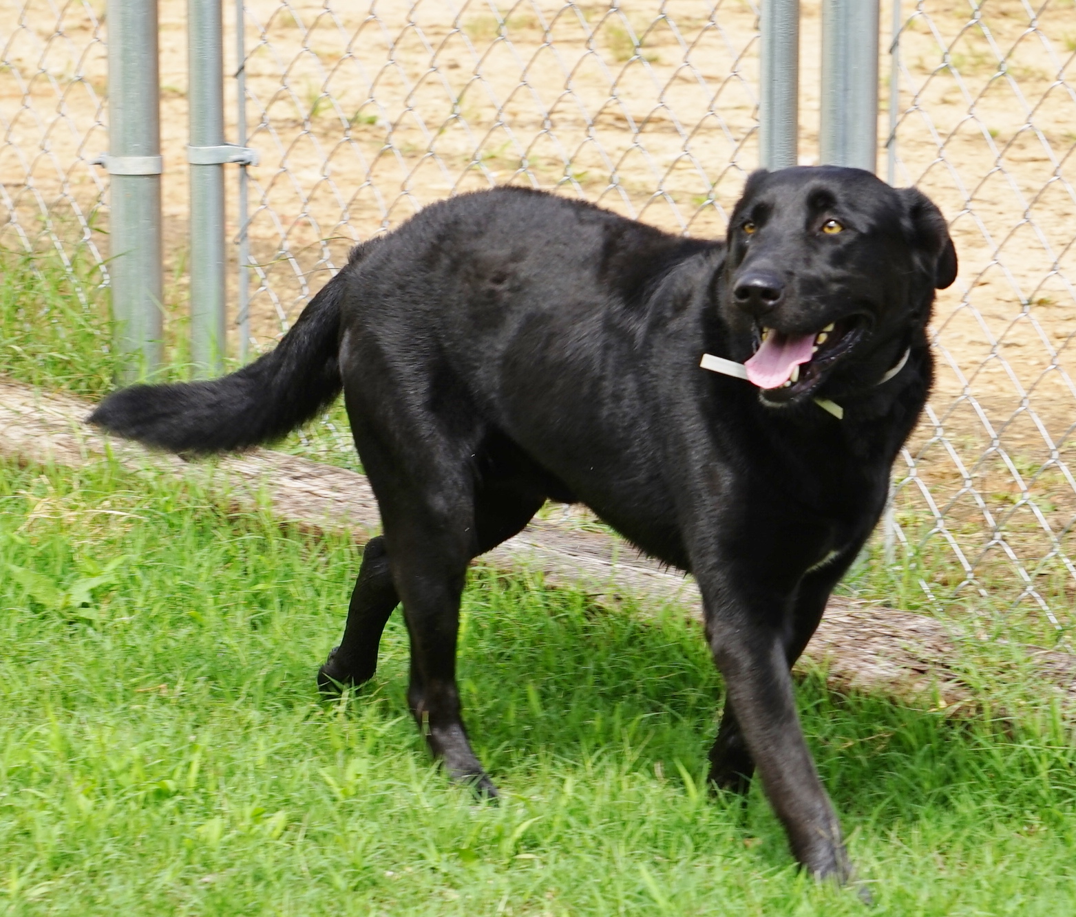TERRANCE located in Toccoa, GA was saved