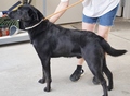 TERRANCE located in Toccoa, GA was saved