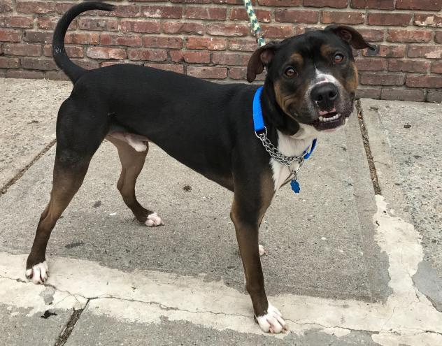 ACE located in Newark, NJ was euthanized on Aug 17, 2017!