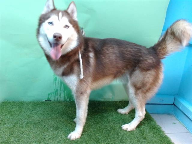 JEMMY located in Gardena, CA was saved