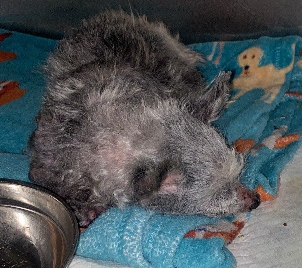 GRACE located in Downey, CA was saved