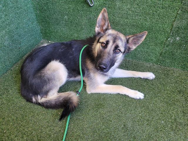 Dogs In Danger: Our Dogs in Danger!