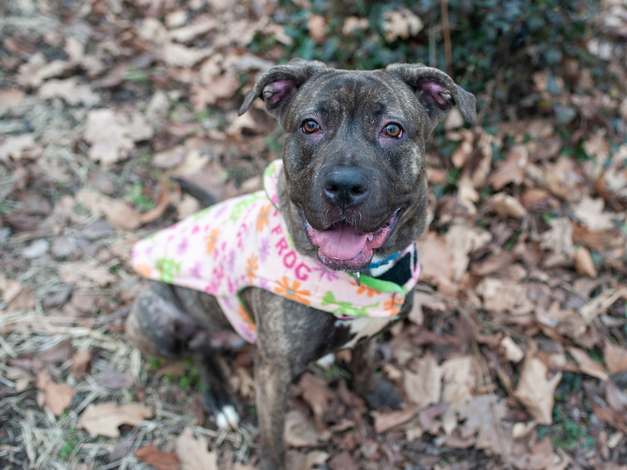 SCARLET located in New York, NY was saved