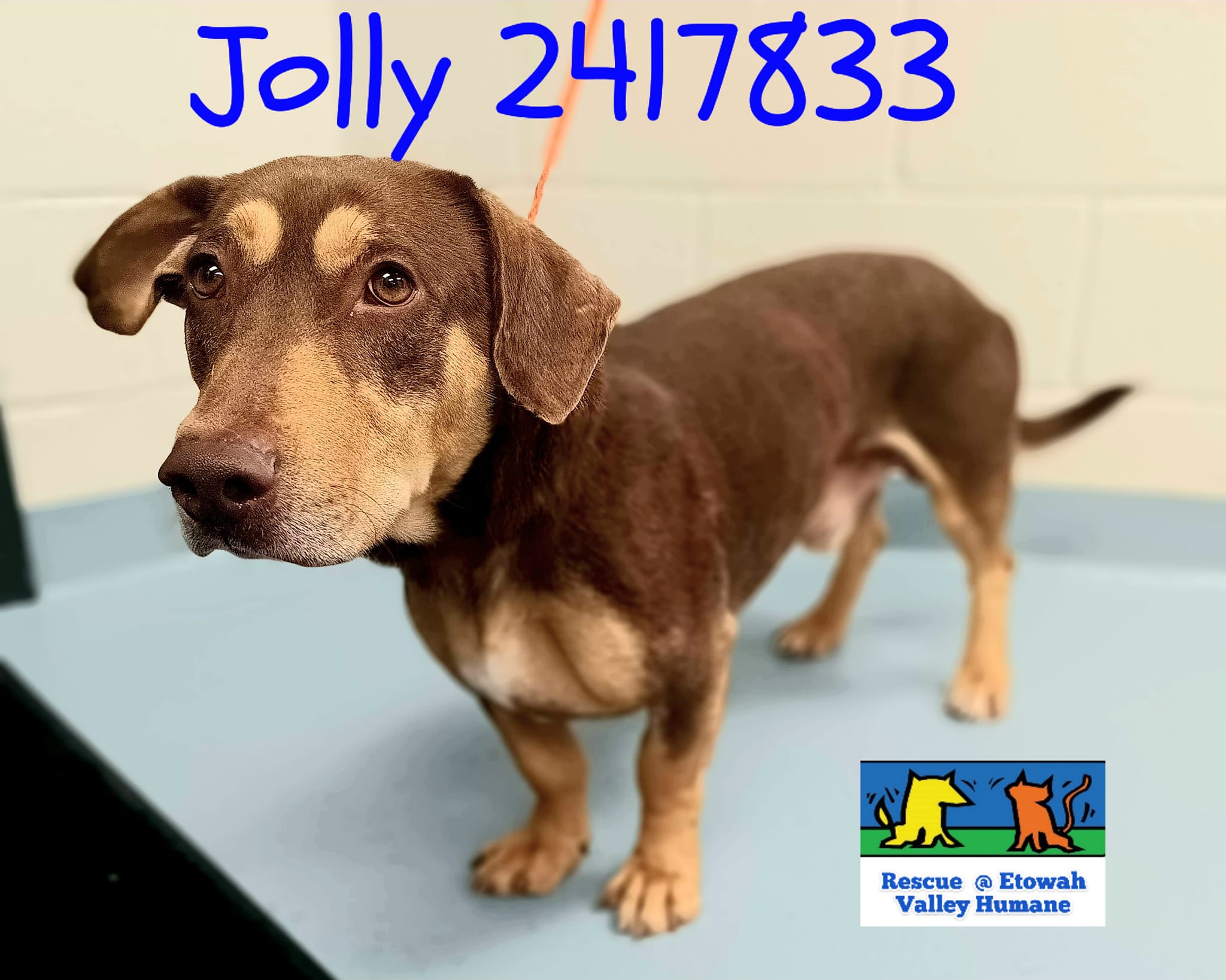 JOLLY located in Cartersville, GA has an unknown status at this time