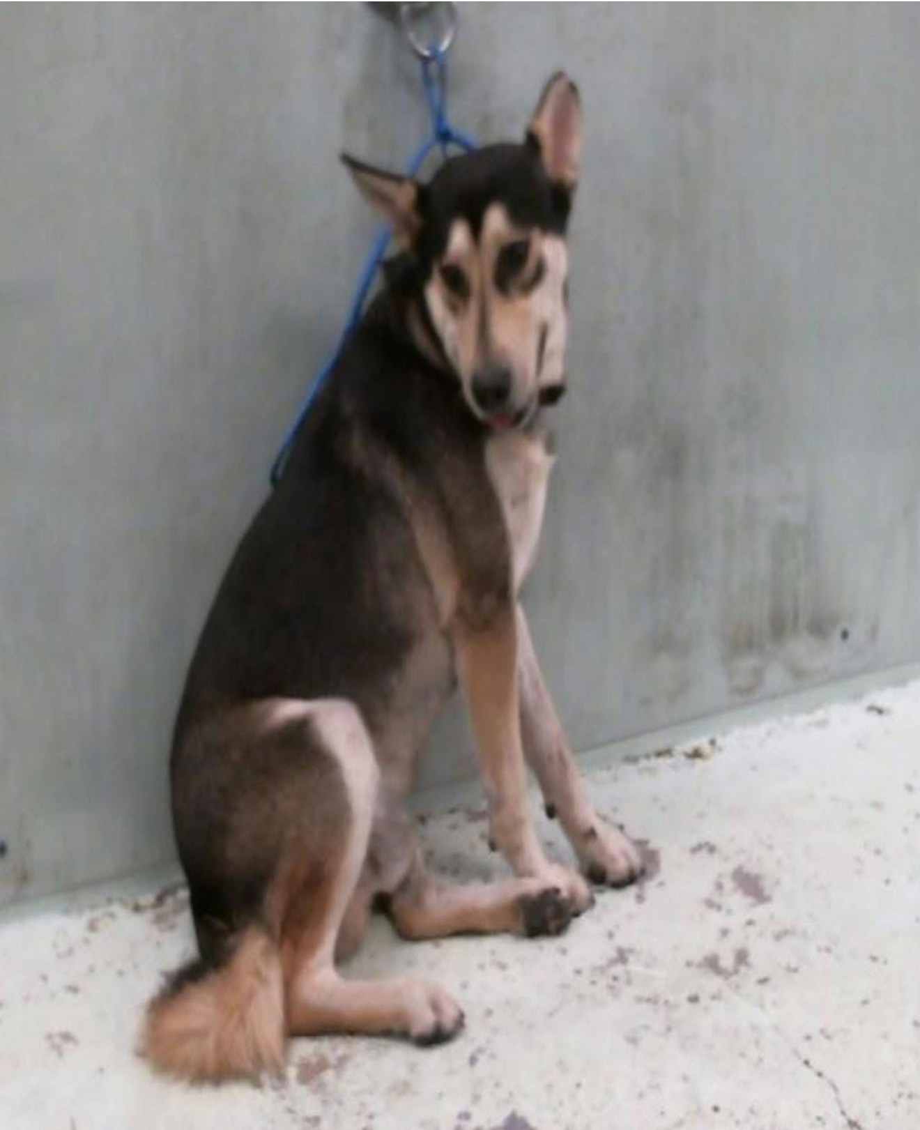 PABLO located in Houston, TX has an unknown status at this time