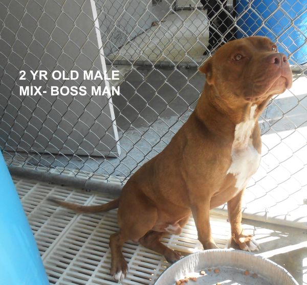 BOSS MAN located in Elizabethtown, NC was saved