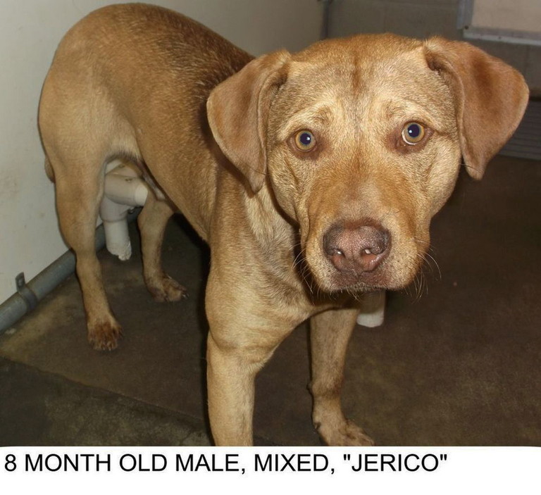 JERICO located in Elizabethtown, NC was saved