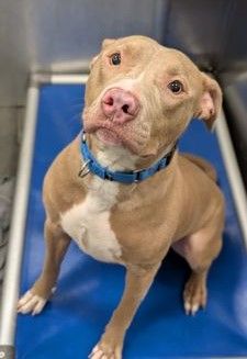 DEBO located in Dallas, TX was saved