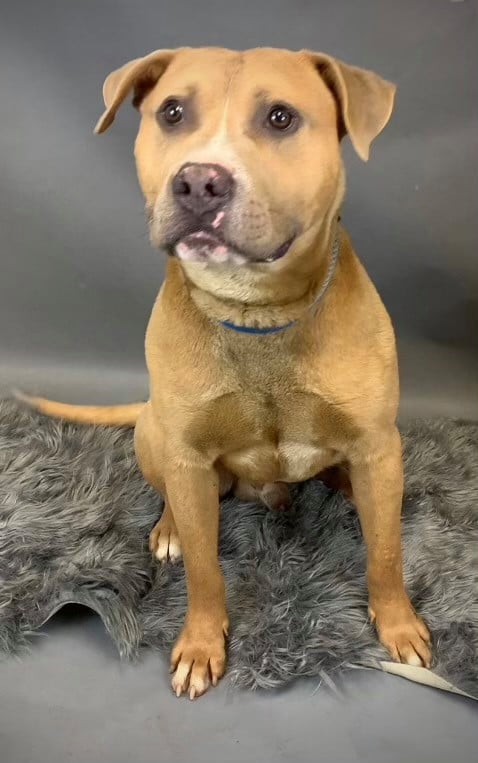 MASTER MCCLOUD located in Memphis, TN was euthanized on Apr 16, 2021!