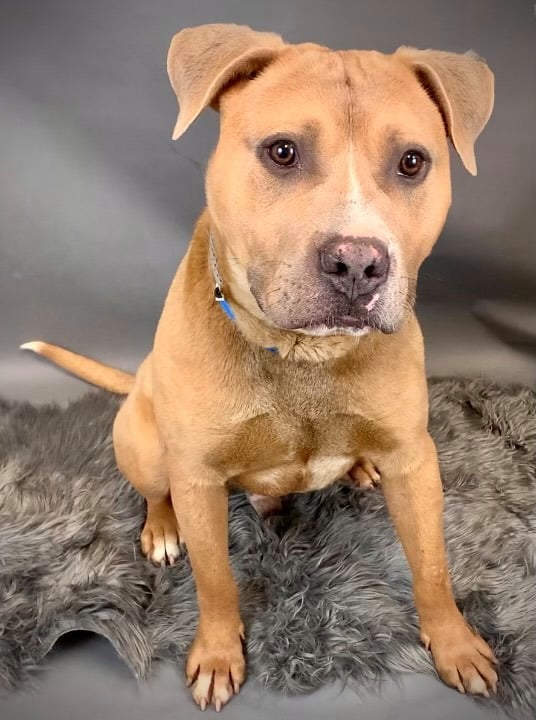 MASTER MCCLOUD located in Memphis, TN was euthanized on Apr 16, 2021!