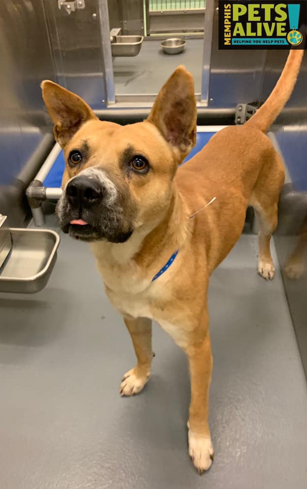 KANO located in Memphis, TN was euthanized on Nov 13, 2019!