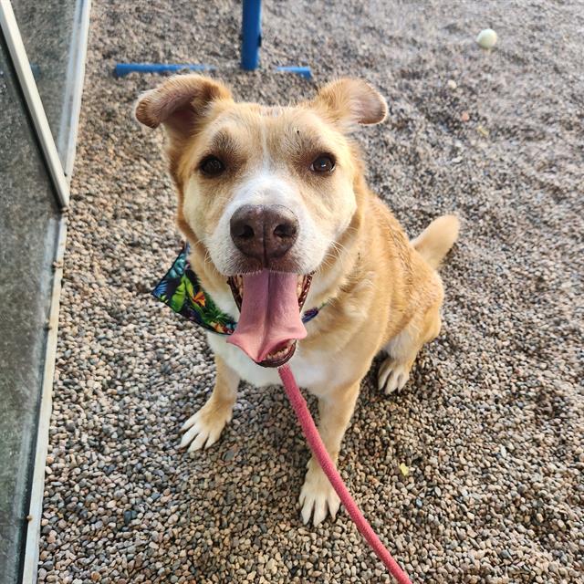 CHARLIE located in Mesa, AZ