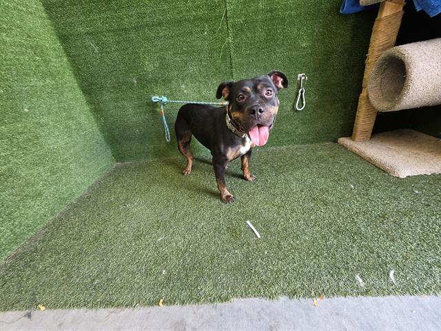 BELLA located in Lancaster, CA was euthanized on Sep 5, 2025!